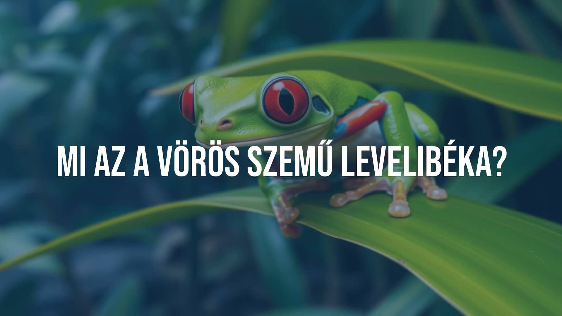 Mi az a vörös szemű levelibéka? - allatihami.hu