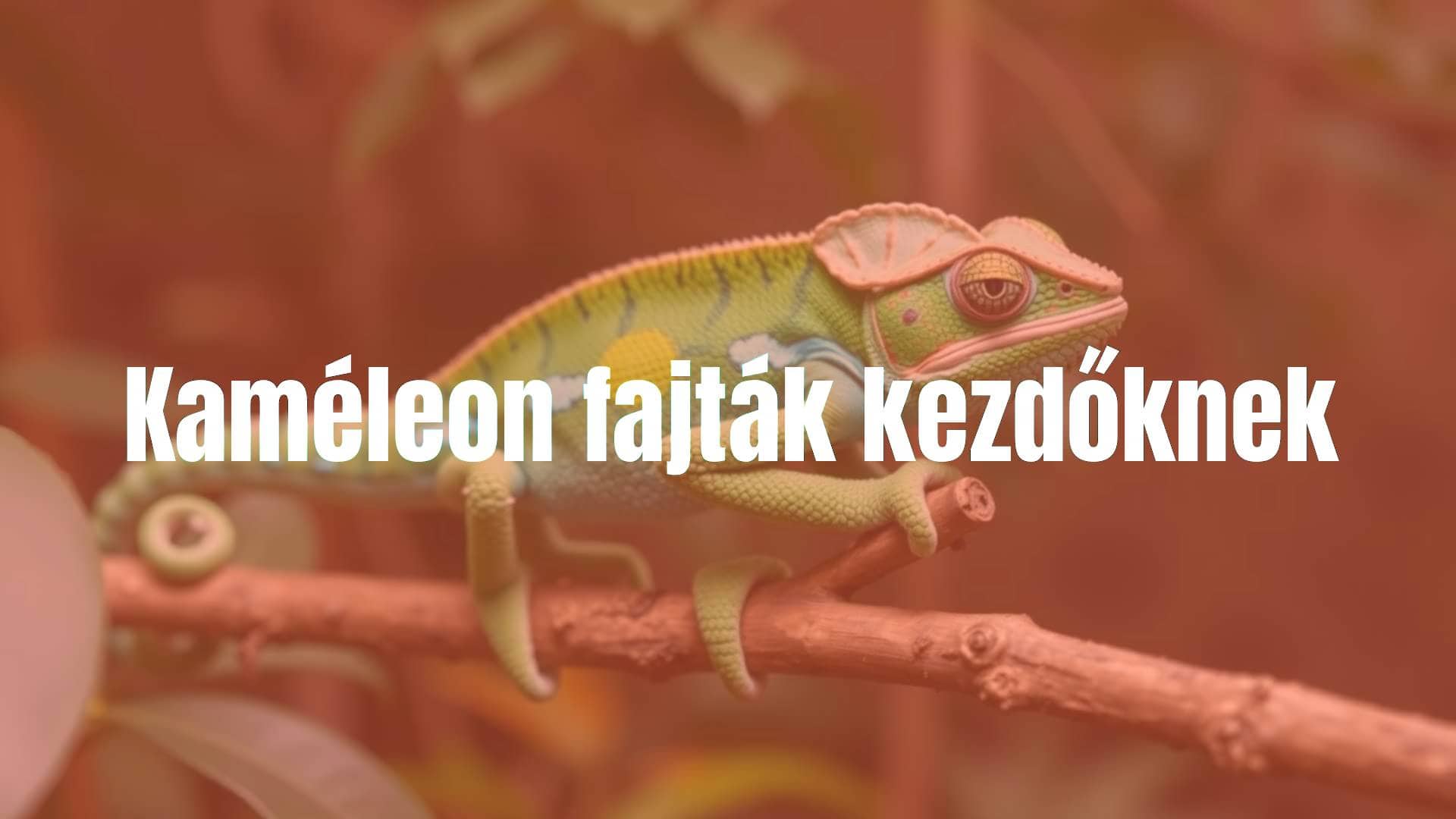 Kaméleon fajták kezdőknek - allatihami.hu