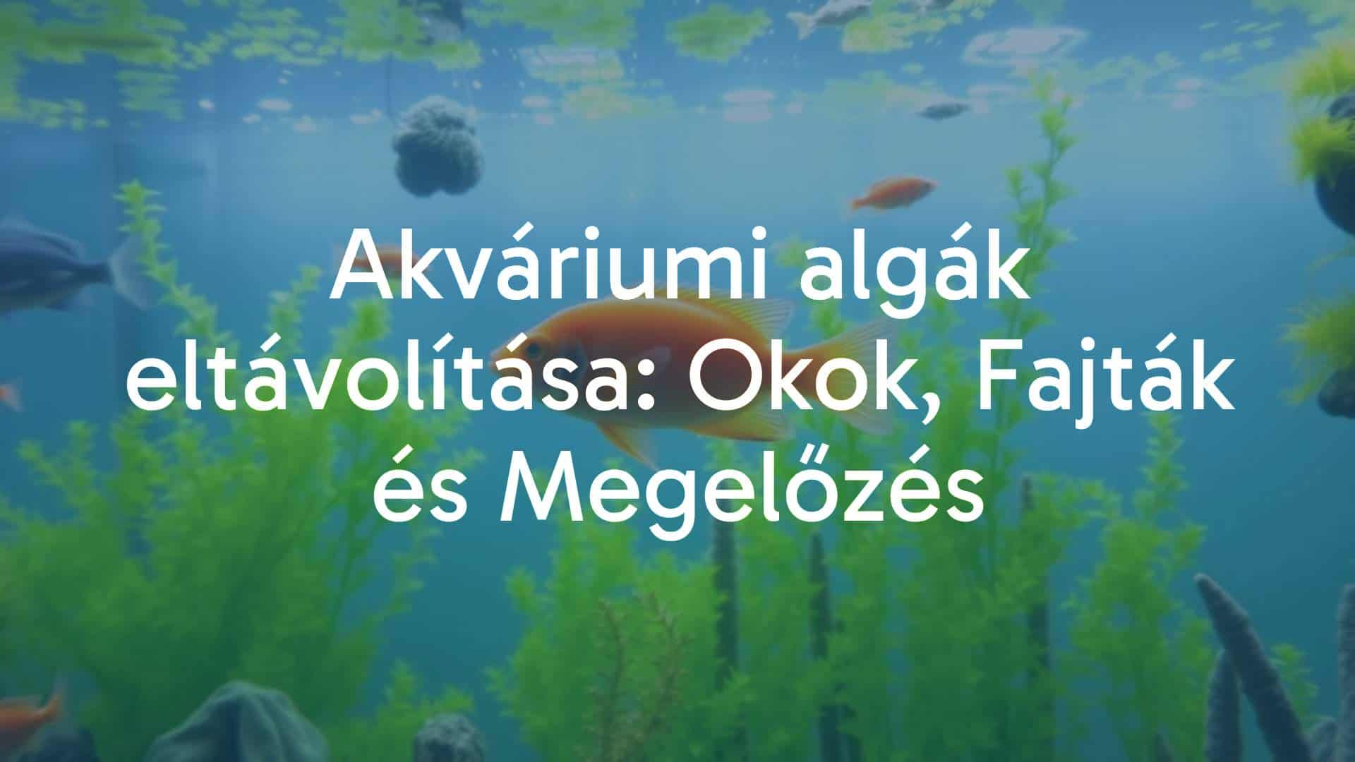 Akváriumi algák eltávolítása: Okok, Fajták és Megelőzés - allatihami.hu